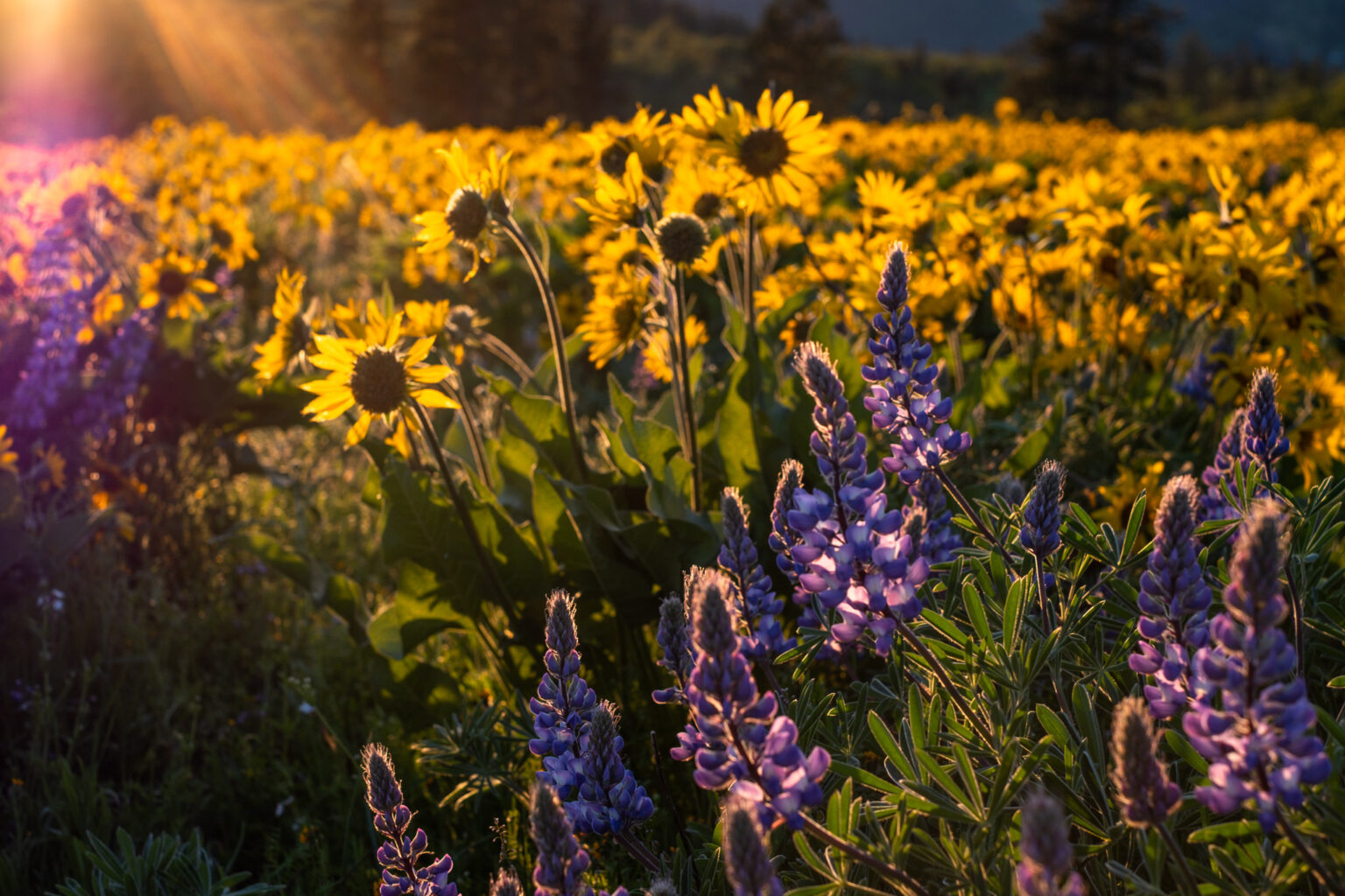 A Wildflower Wonderland in Hood River - Visit Hood River