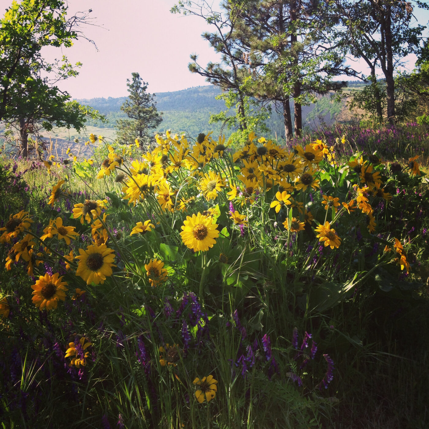 A Wildflower Wonderland in Hood River - Visit Hood River
