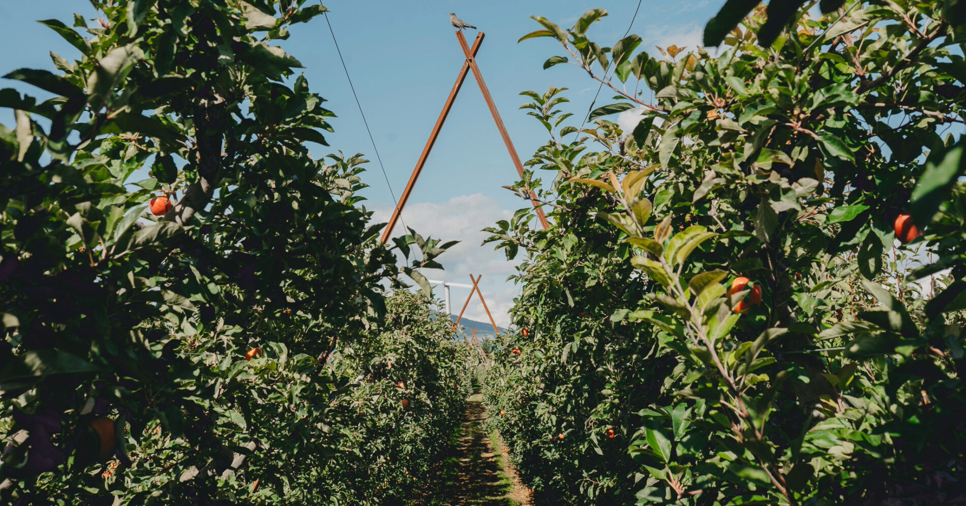 Experience Harvest Season - Visit Hood River